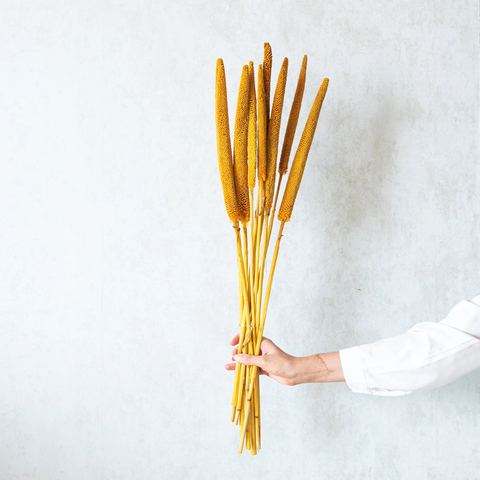 Mustard Millet Sticks (Set of 10) – Flowers and Fillers